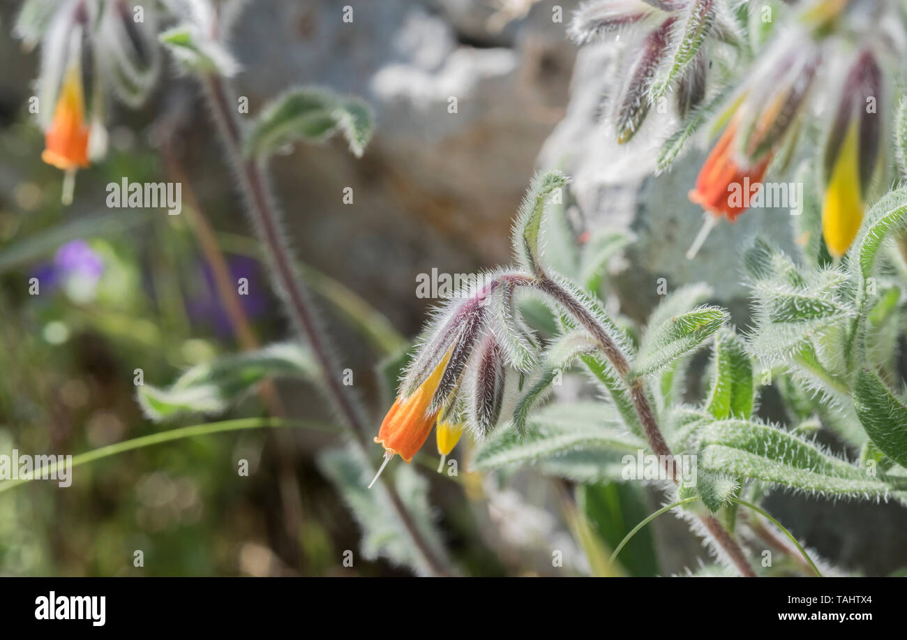 Off center flowers hi-res stock photography and images - Alamy