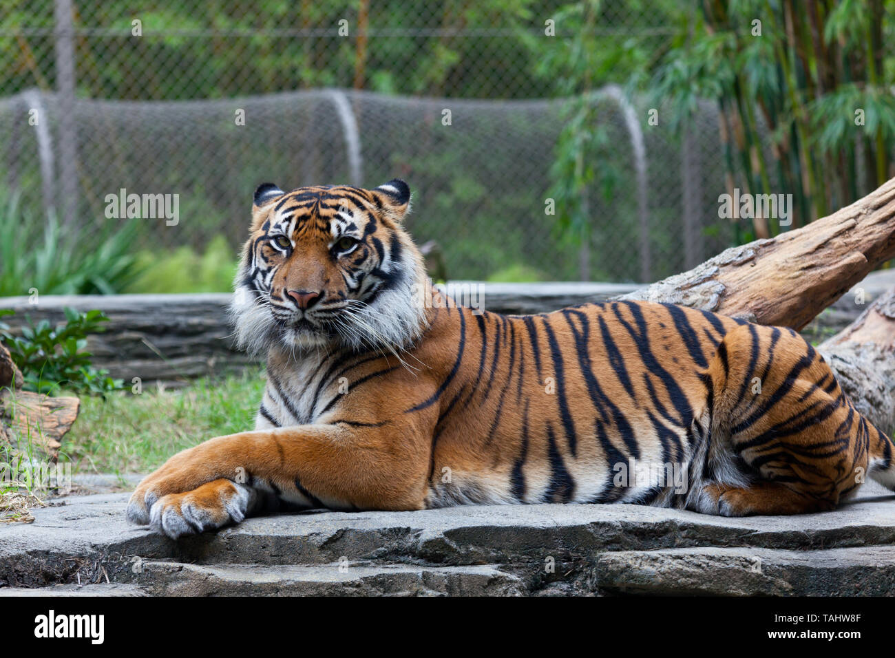 Tiger looking at camera hi-res stock photography and images - Alamy