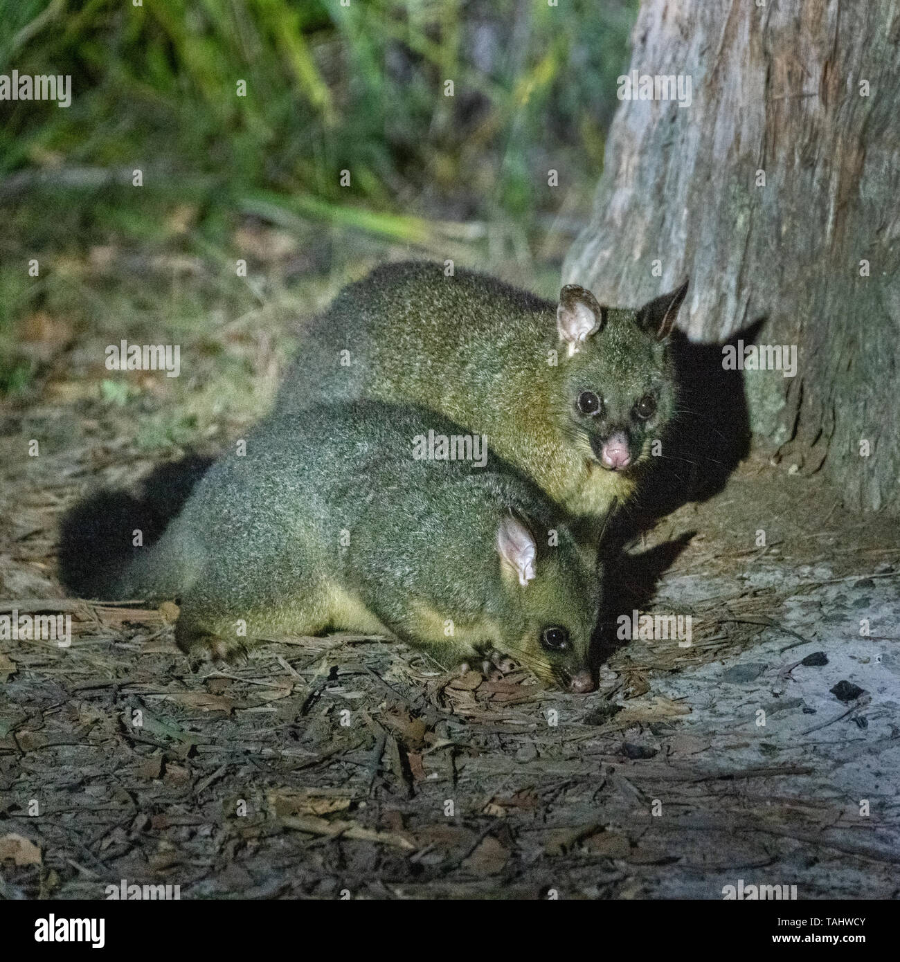 Brush-tailed Possum (Trichosurus johnstonii Stock Photo - Alamy