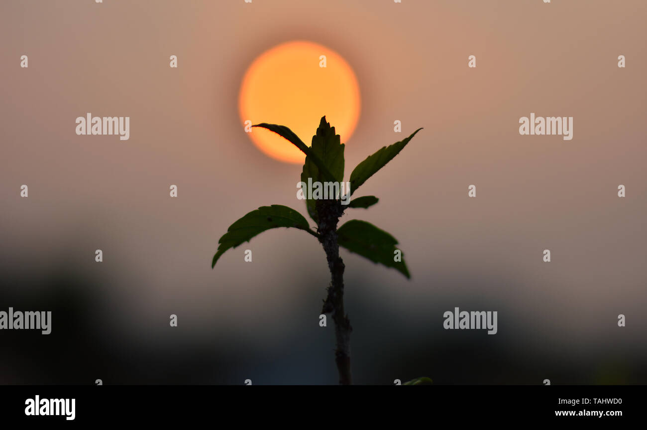 Picture of branches of a plant Stock Photo - Alamy