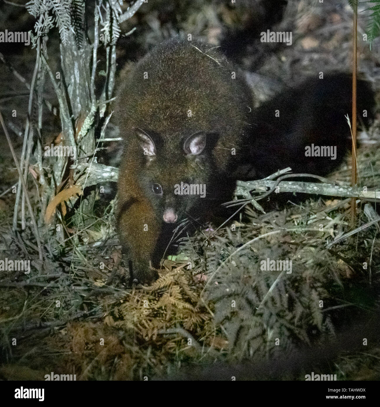 Brush-tailed Possum (Trichosurus johnstonii Stock Photo - Alamy