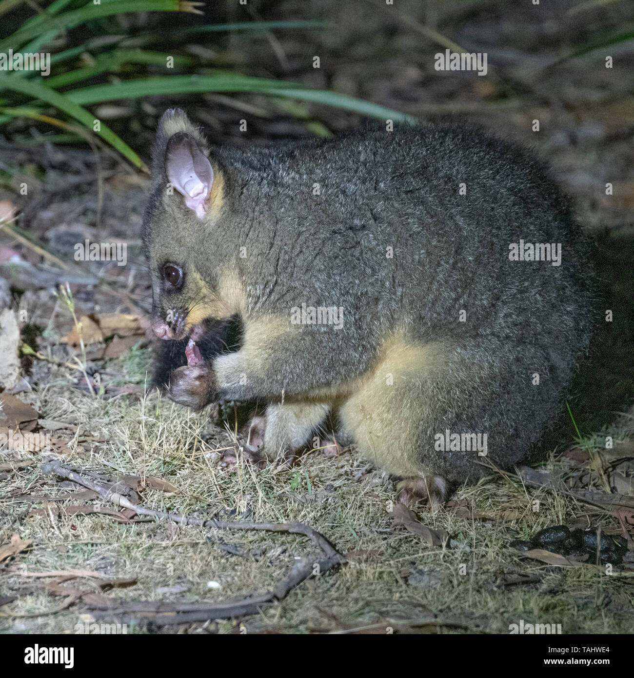 Opossum pouch hi-res stock photography and images - Alamy