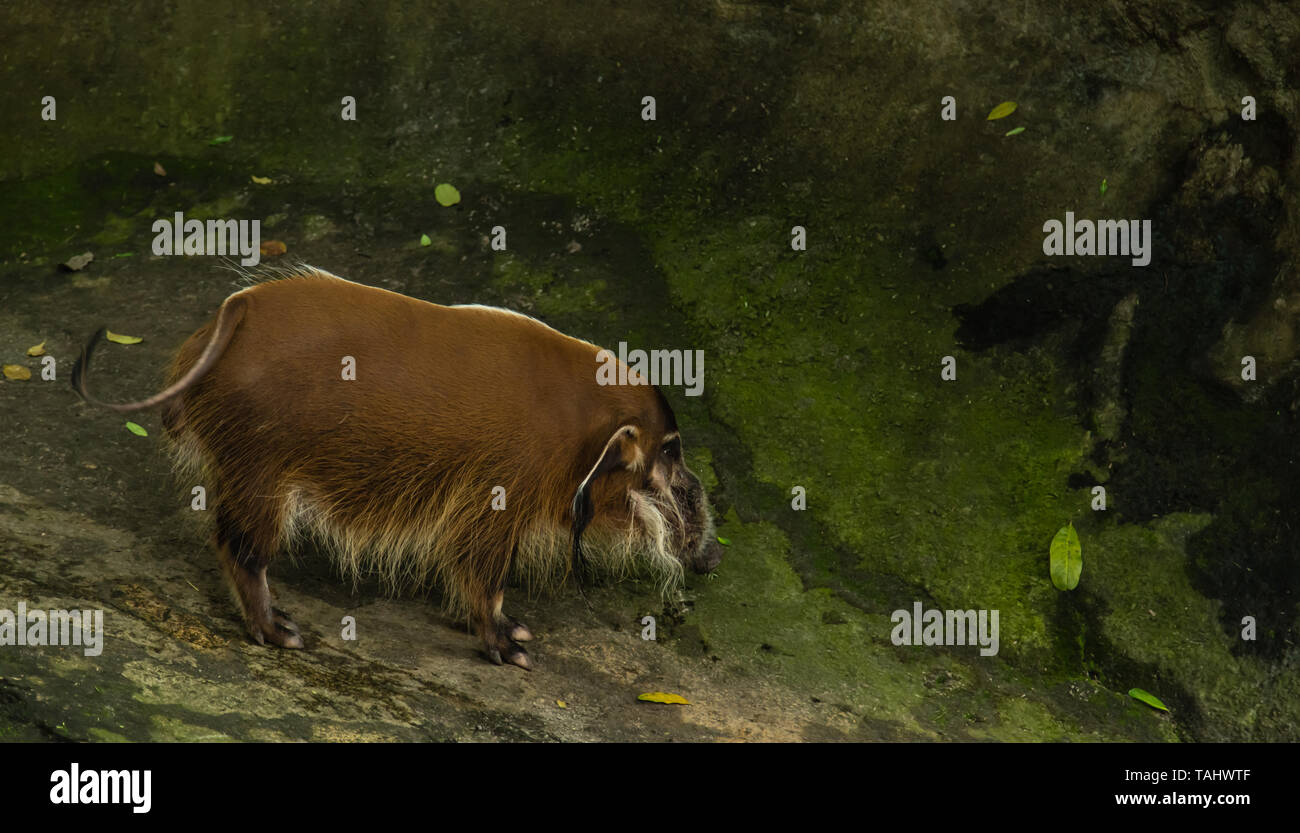 Wild boar stand and rest Stock Photo - Alamy