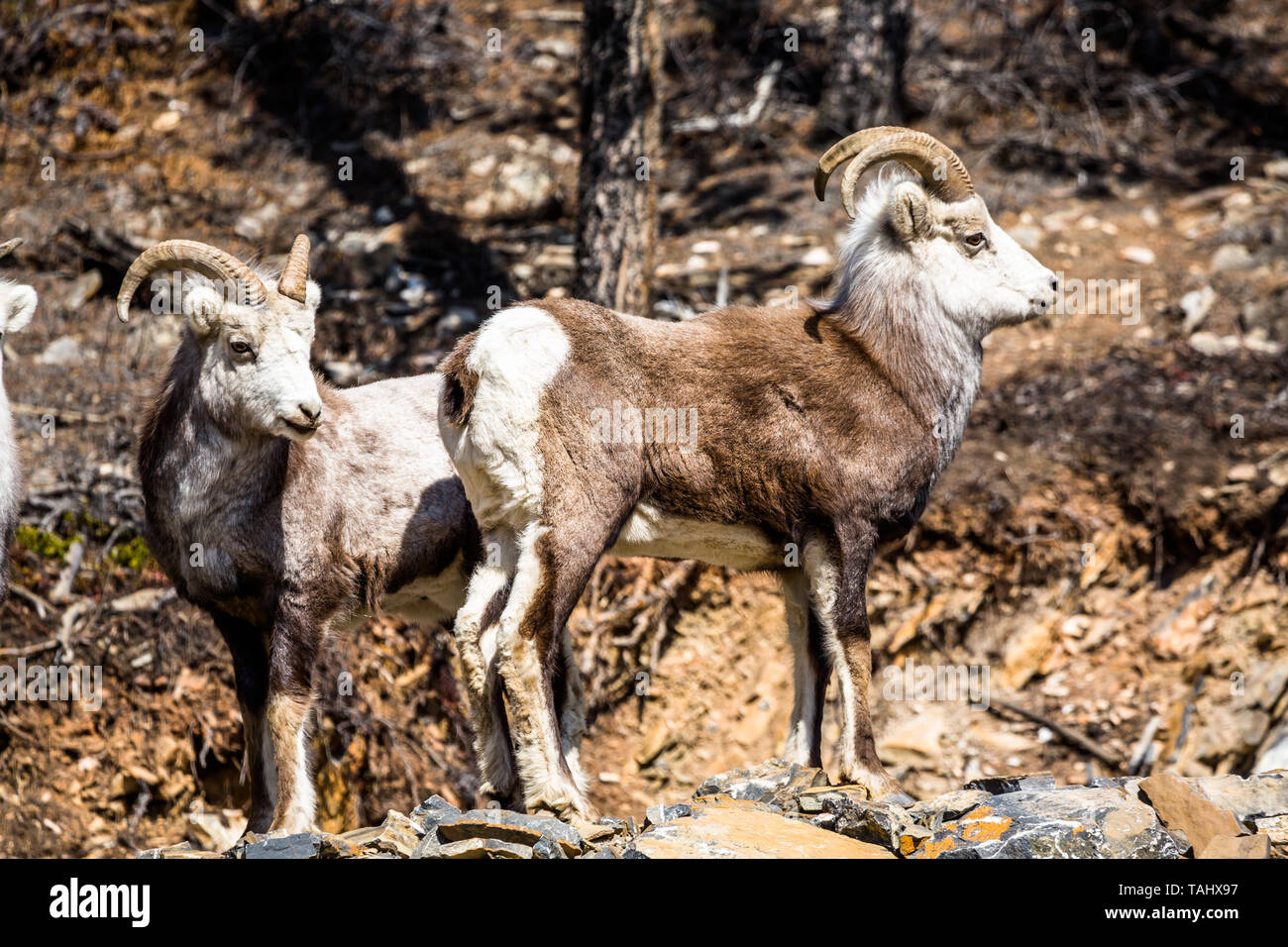 Two male Stone's Sheep standing together near the border between ...
