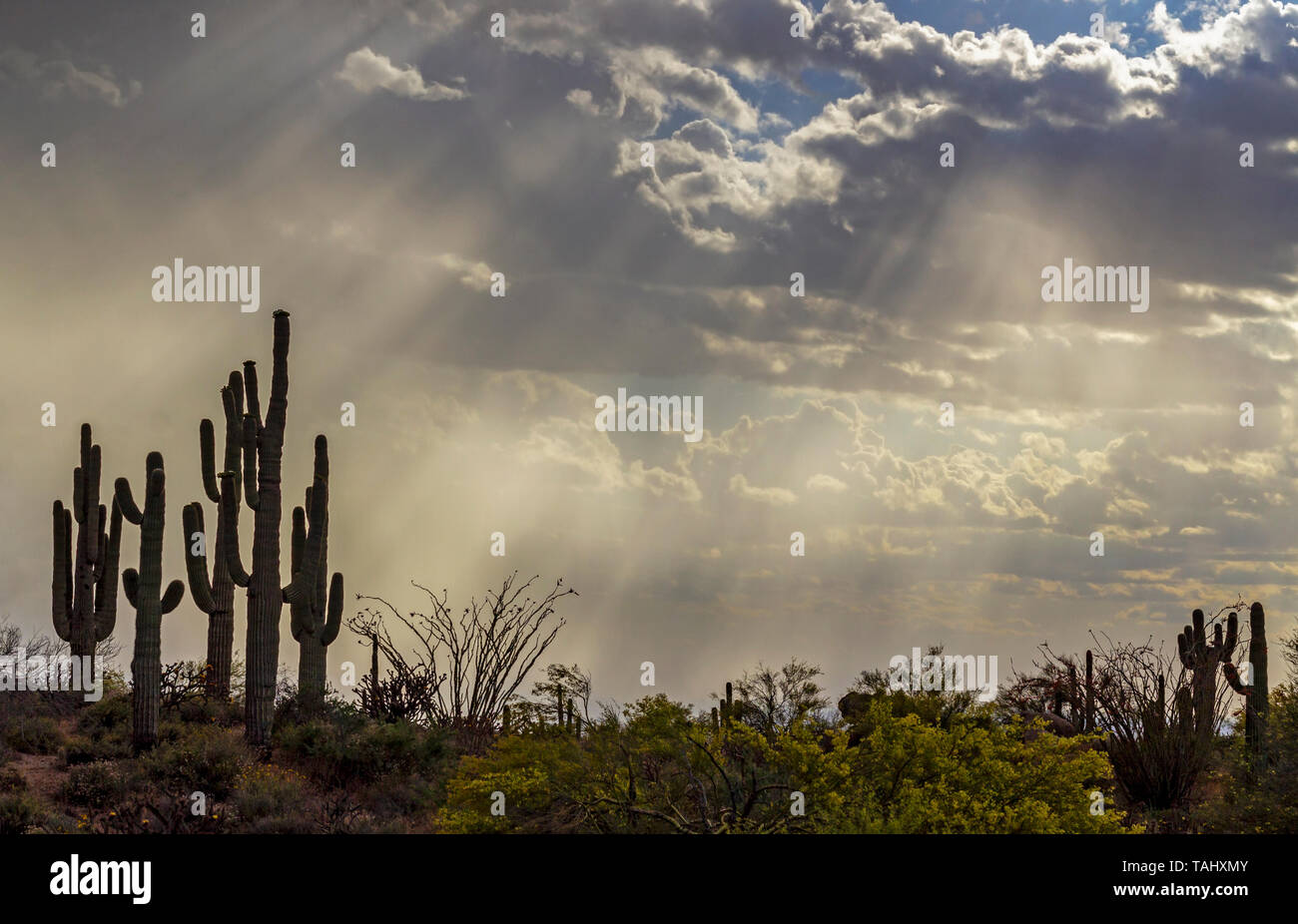 Phoenix sun hi-res stock photography and images - Alamy