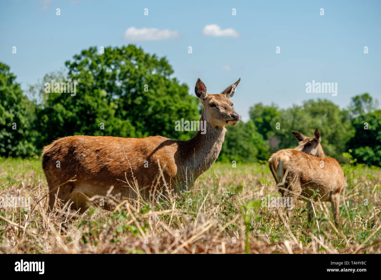 Red Deer Cervus elaphus female Bushy Park Hampton London England UK ...