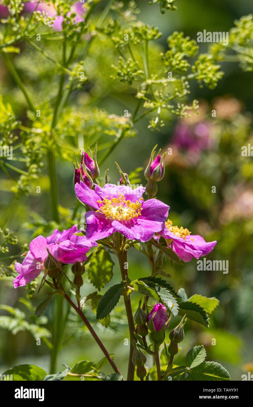 A California Wild Rose (Rosa californica) at the Merced National ...