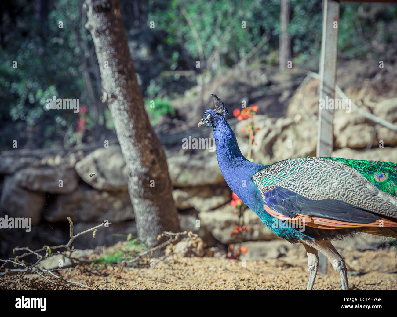Beautiful exotic peacock park hi-res stock photography and images - Alamy