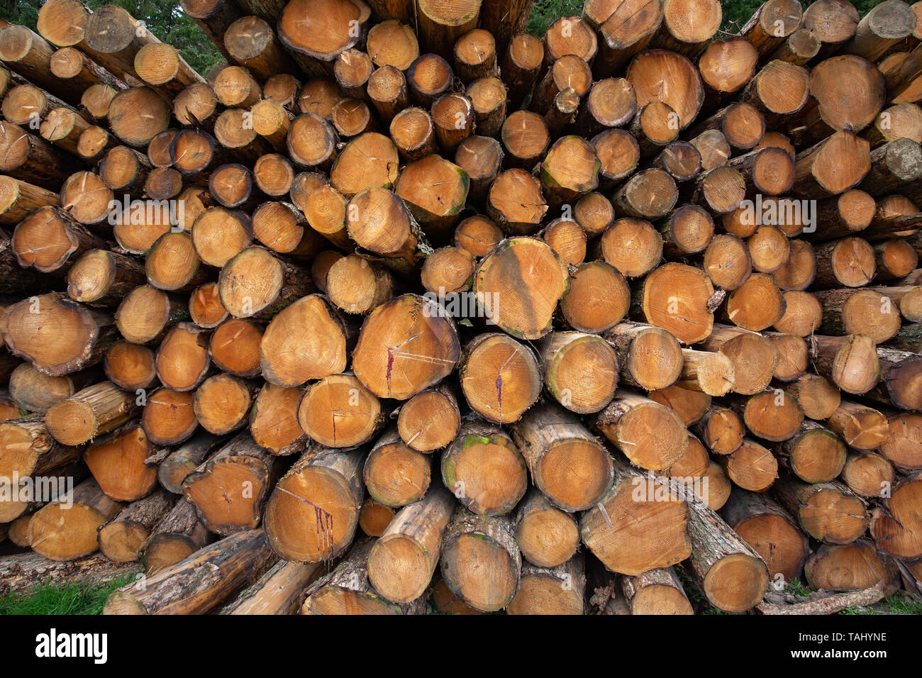Pile of cut trees Stock Photo - Alamy