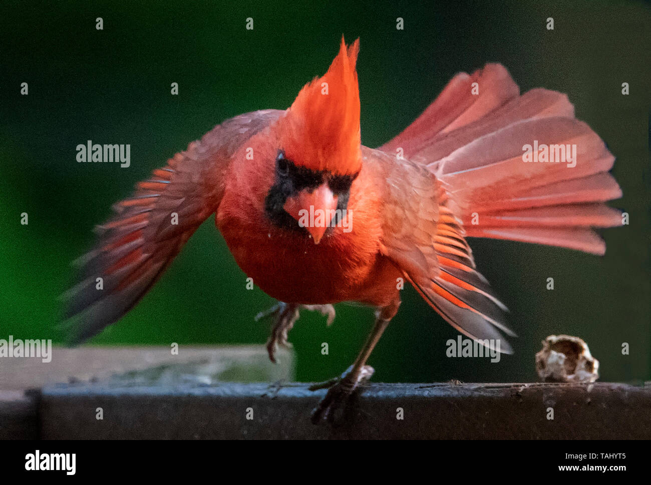 Spread winga hi-res stock photography and images - Alamy