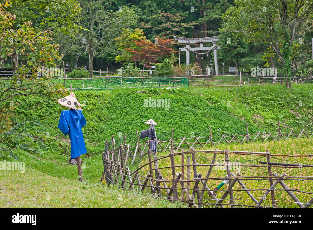 Traditional Japanese scarecrows protecting fenced rice padi field at ...