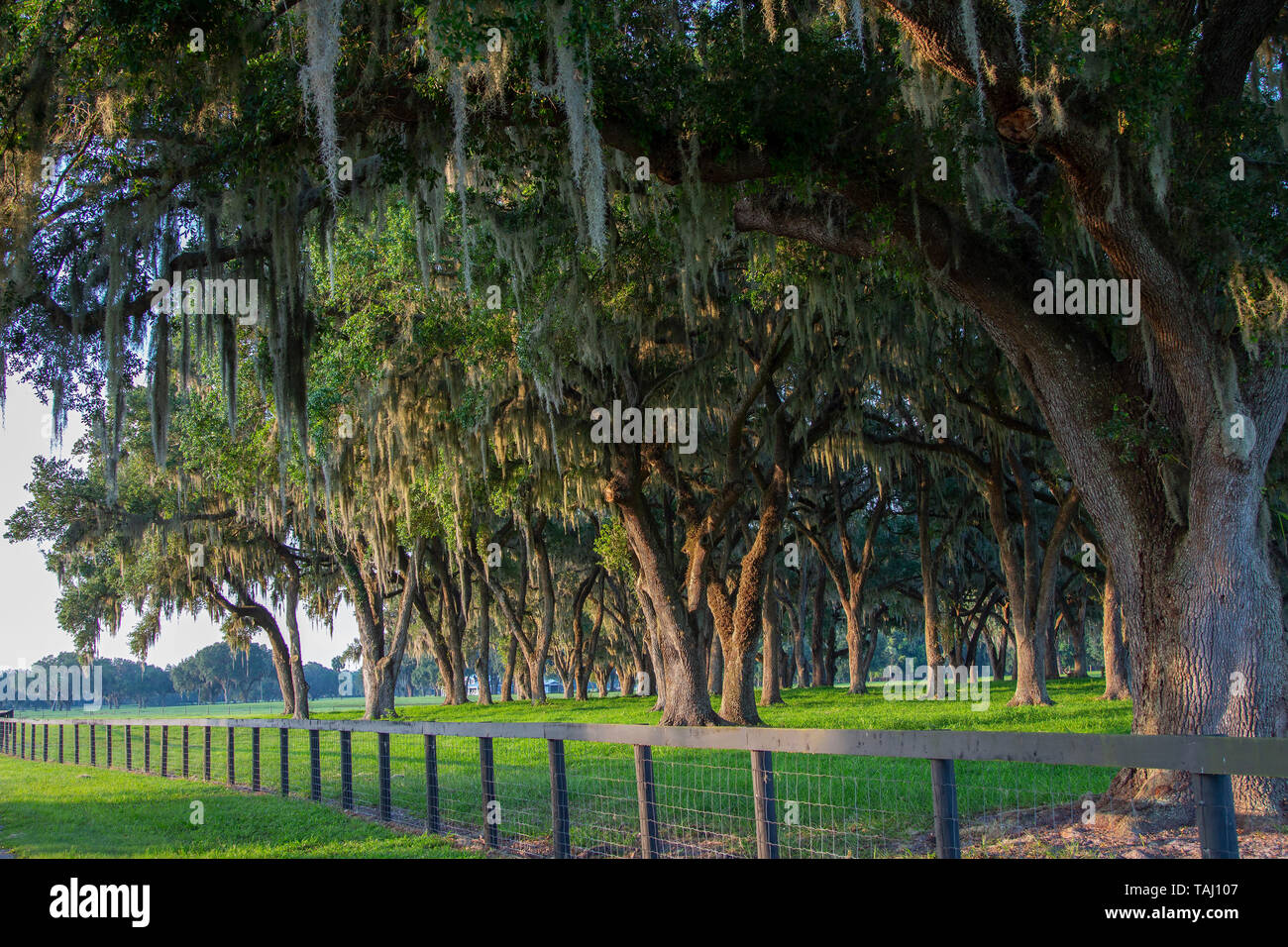 A beautiful central Florida ranch Stock Photo - Alamy