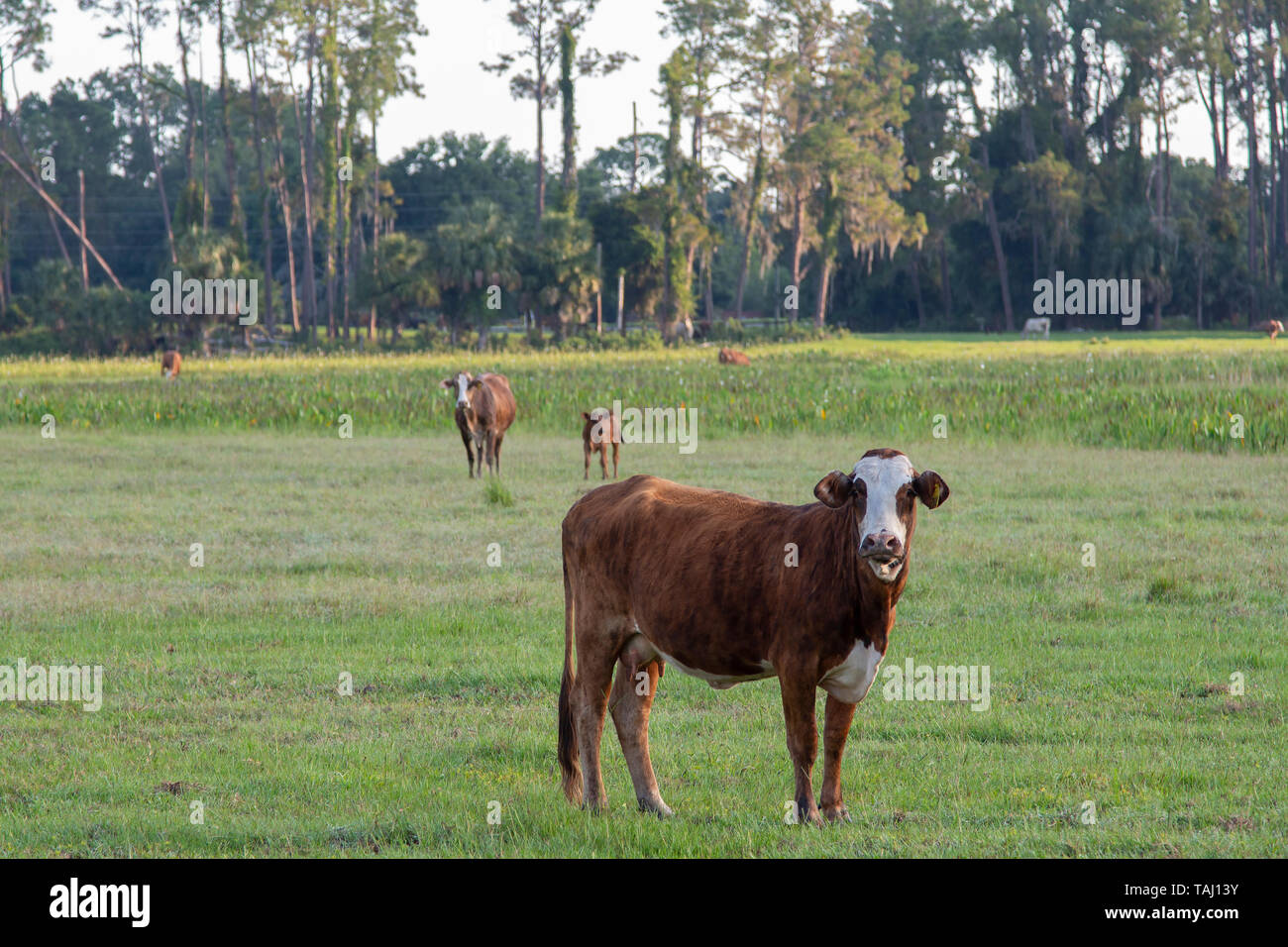 Cow on a central Florida ranch Stock Photo - Alamy