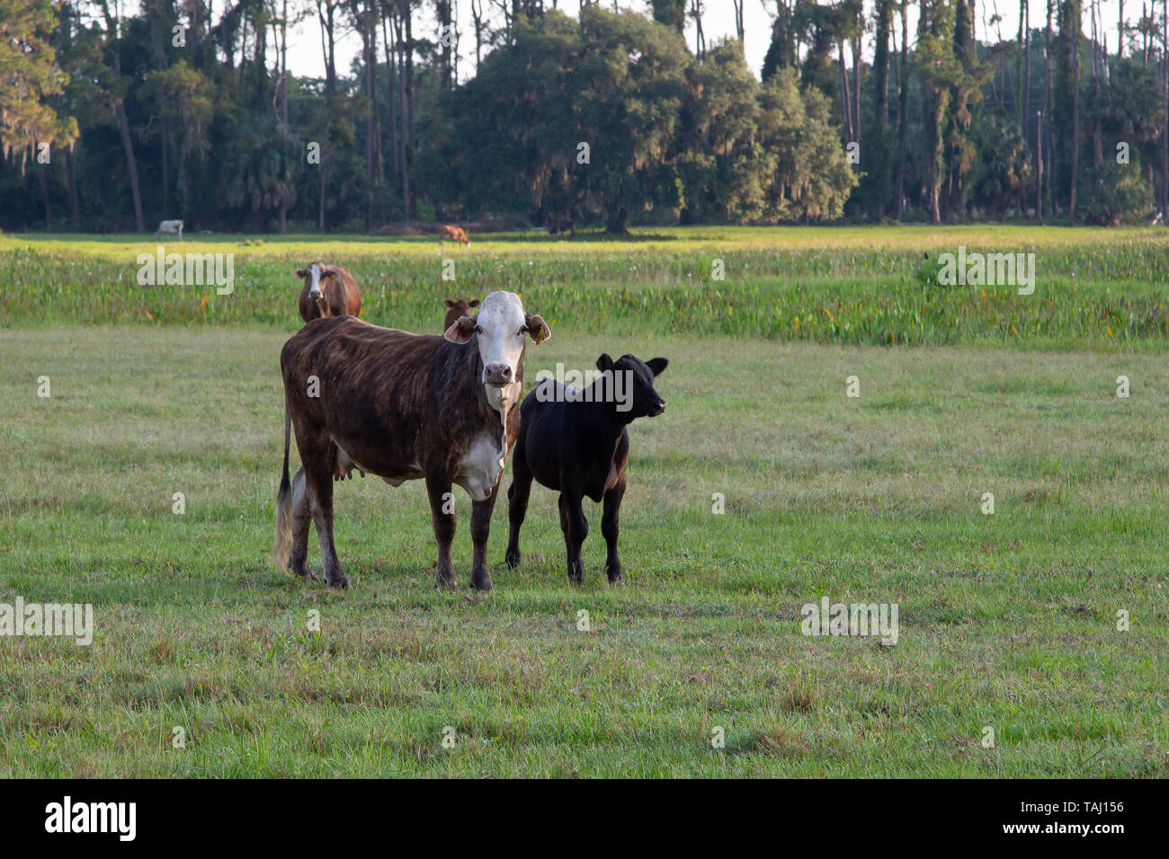 Cow and a calf on a central Florida ranch Stock Photo - Alamy