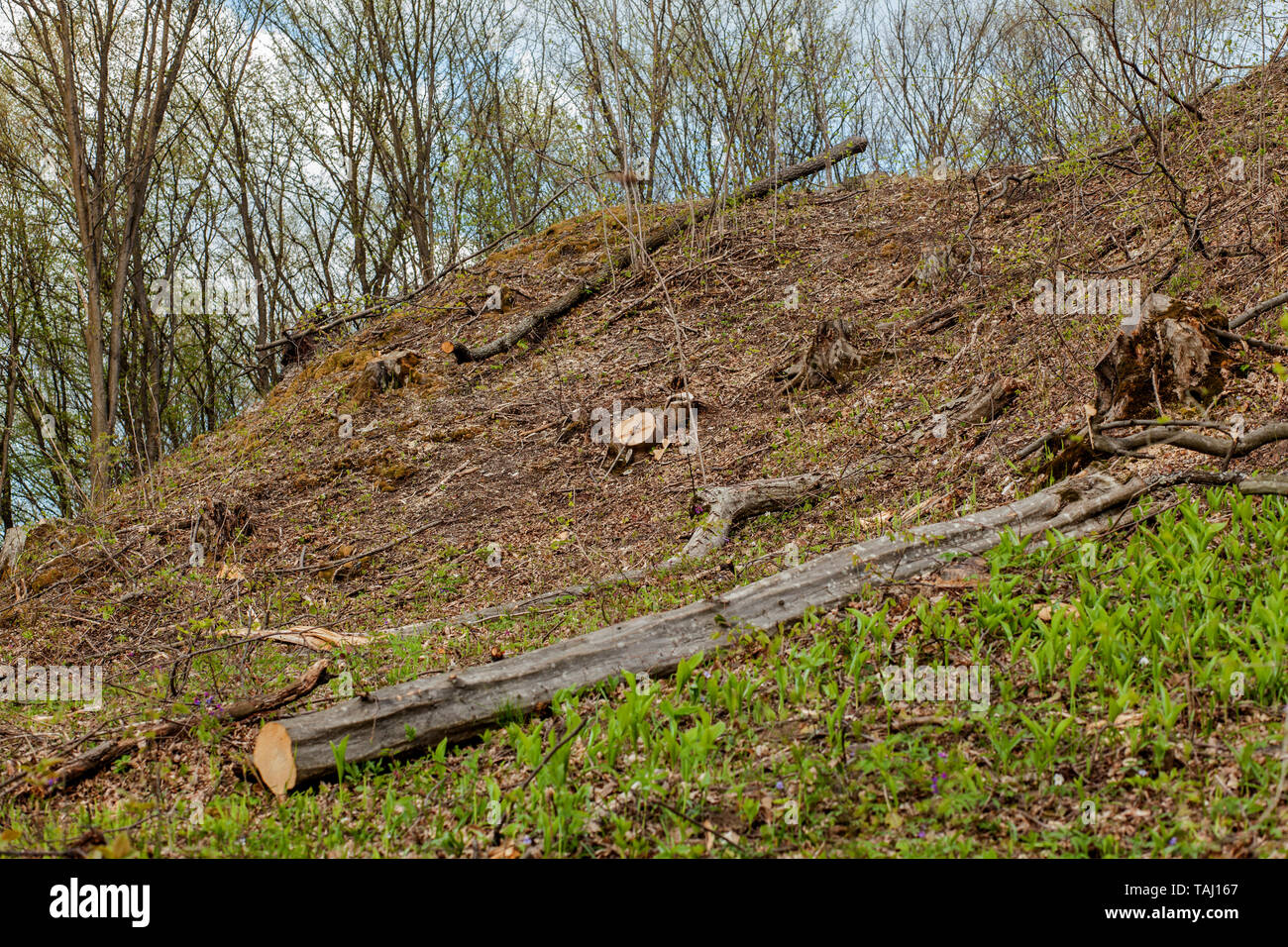 Pine tree forestry exploitation in a sunny day. Stumps and logs show ...
