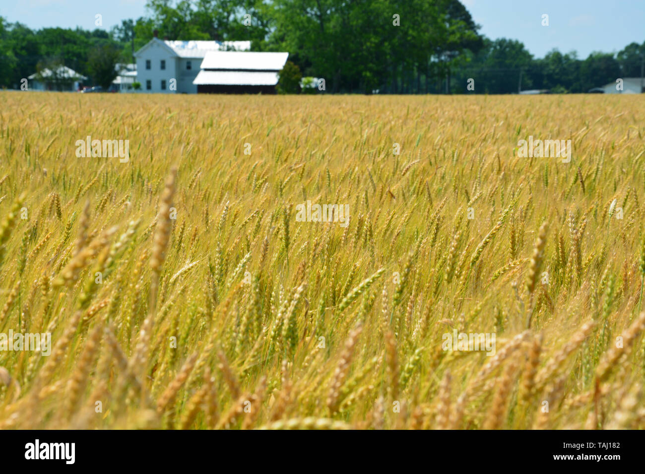 Kansas wheat field hi-res stock photography and images - Alamy