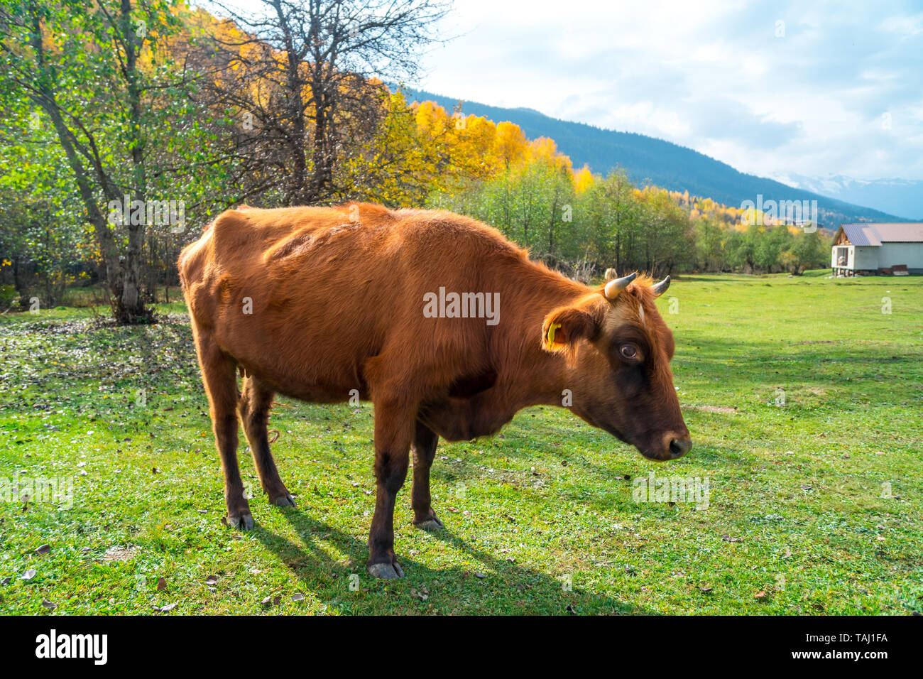 Svaneti cow hi-res stock photography and images - Alamy