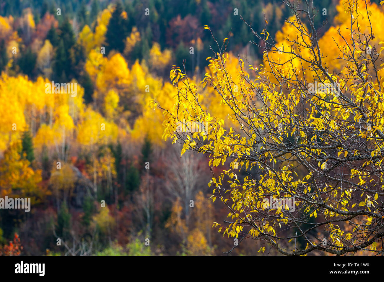 colorful trees in the mountains of Svaneti in the fall. Beautiful ...