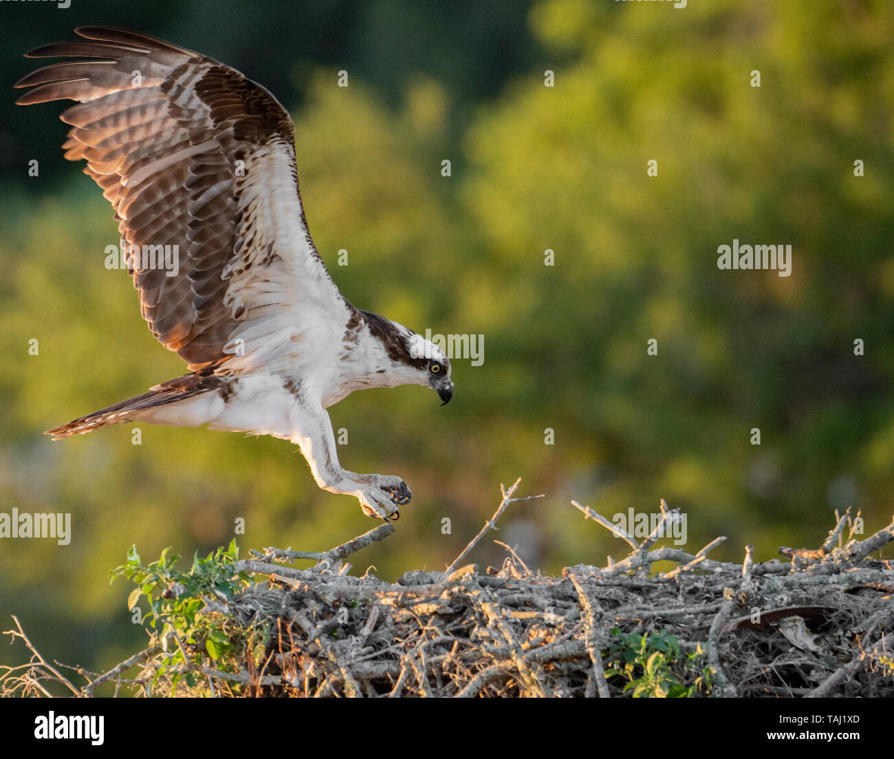 Osprey in Florida Stock Photo - Alamy