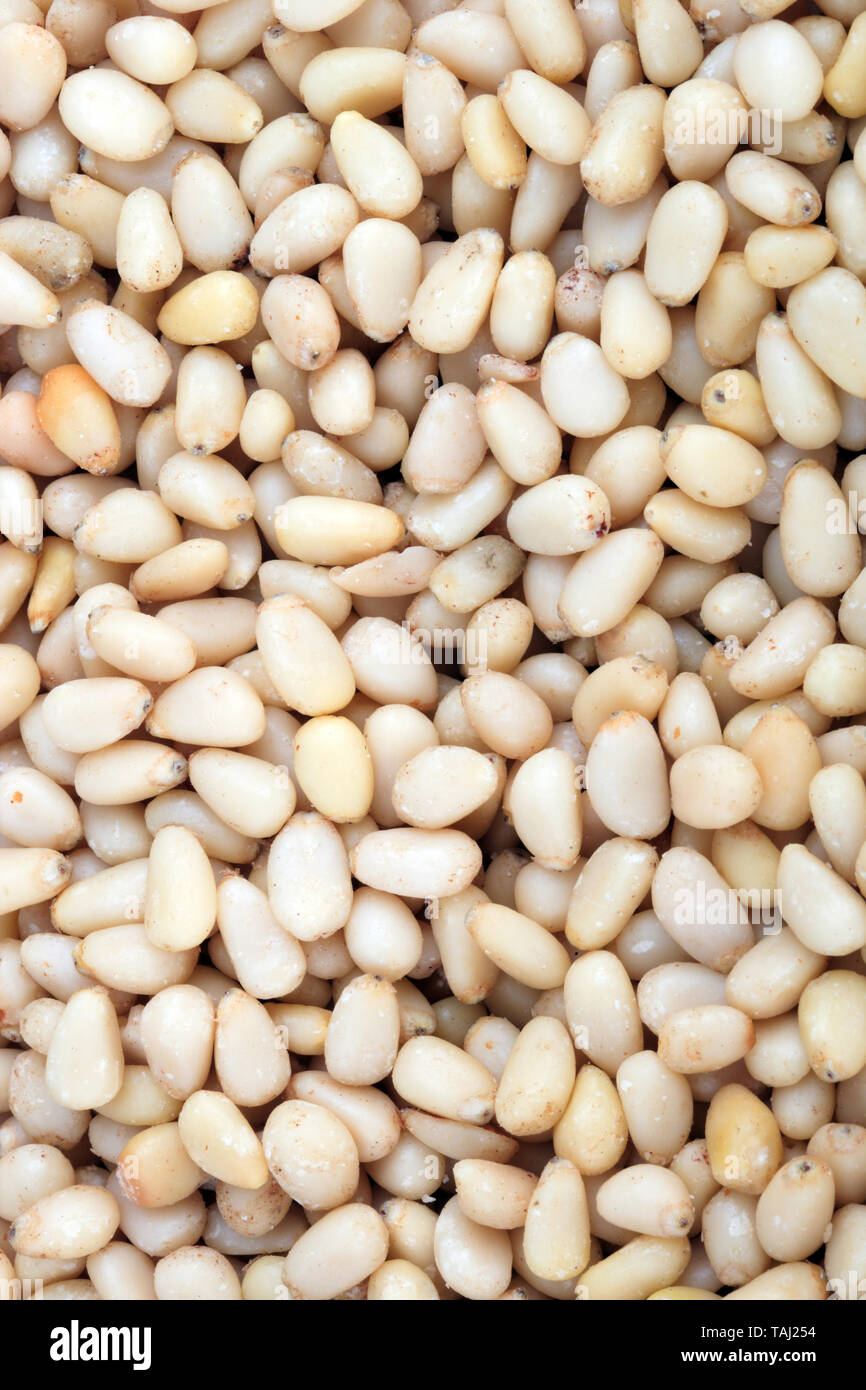 many cedar nut at day Stock Photo - Alamy