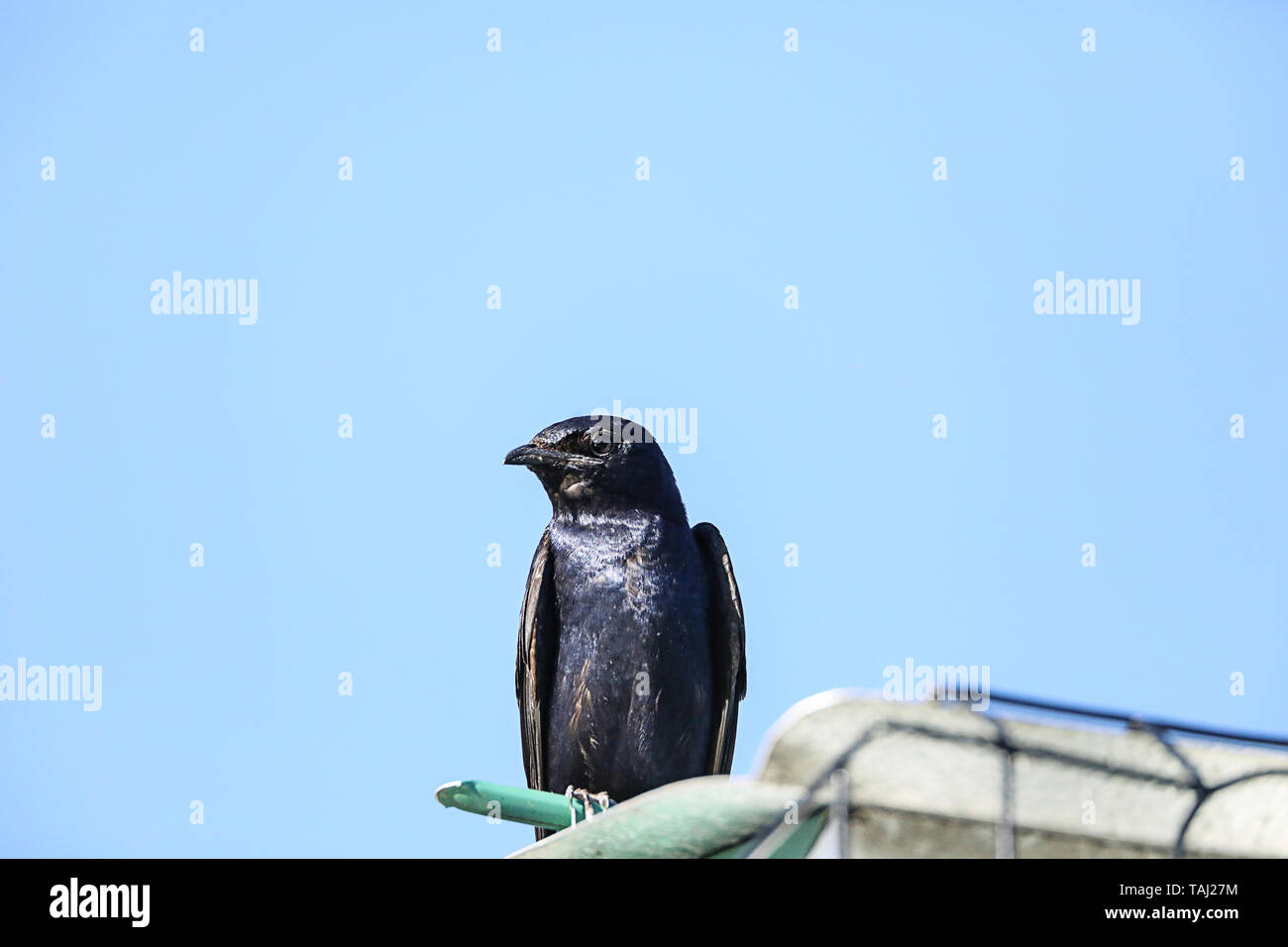 Martin bug hi-res stock photography and images - Alamy