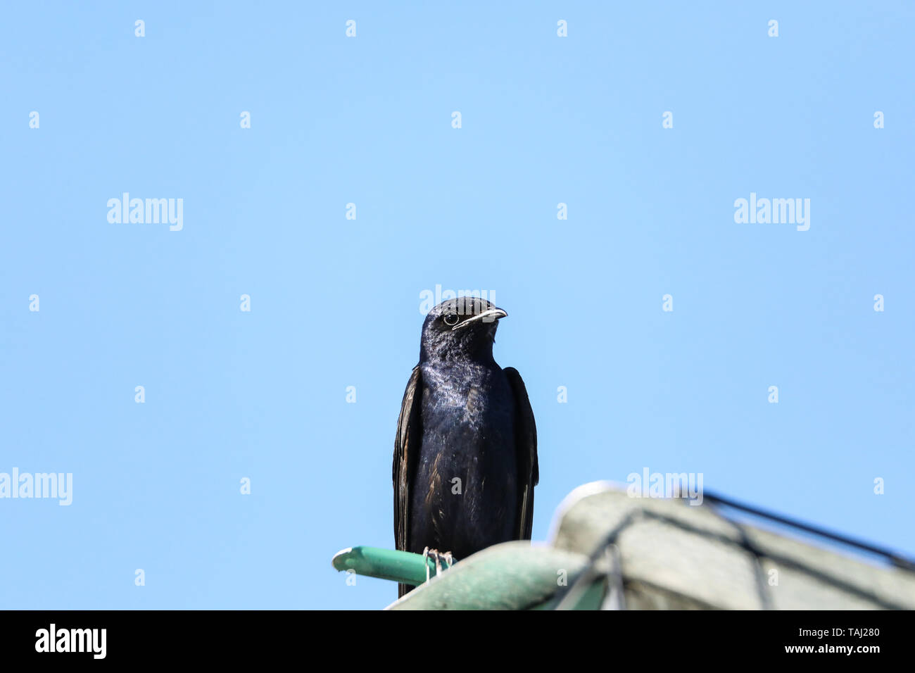 Purple martin bird Progne subis perches on a birdhouse in Marco Island ...