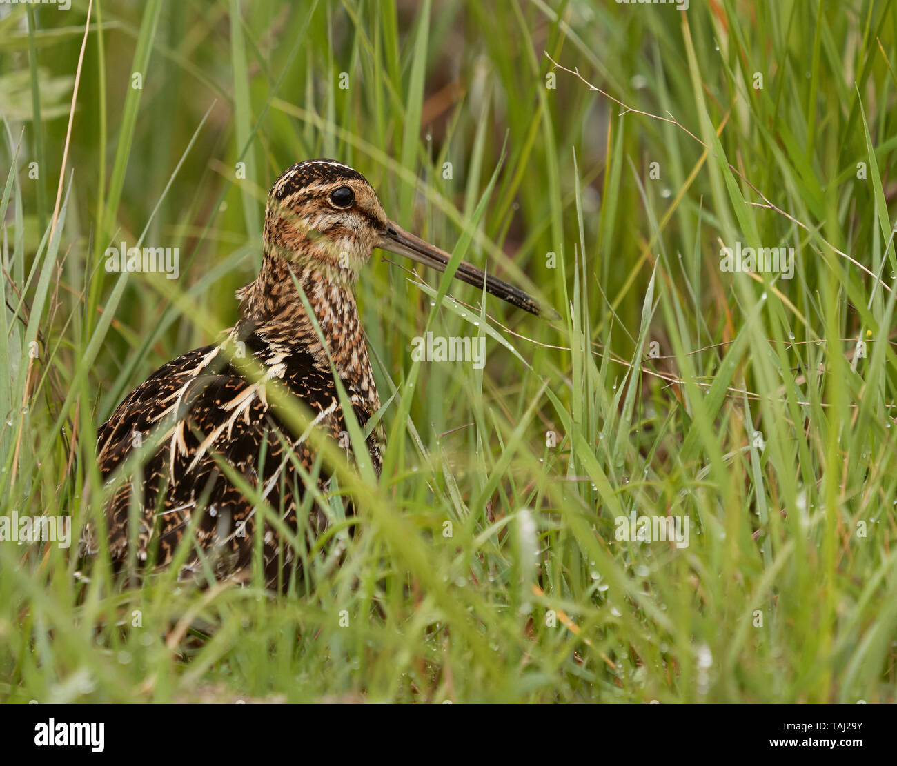 Plumas county hi-res stock photography and images - Alamy