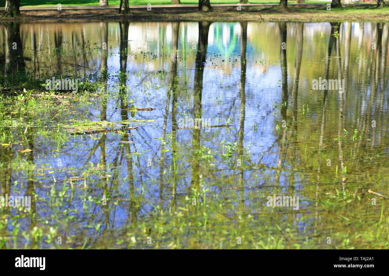small puddle in city park at spring Stock Photo - Alamy
