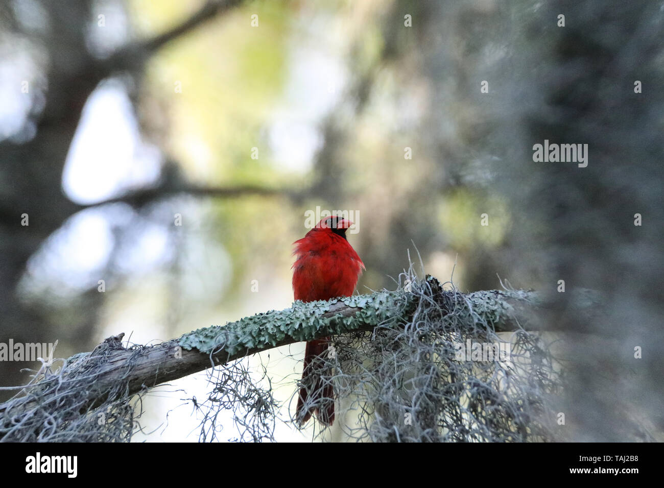 Fluffy Male red Northern cardinal bird Cardinalis cardinalis perches on ...