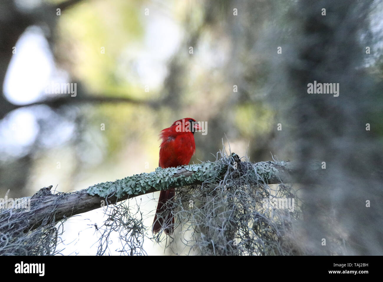 Fluffy Male red Northern cardinal bird Cardinalis cardinalis perches on ...