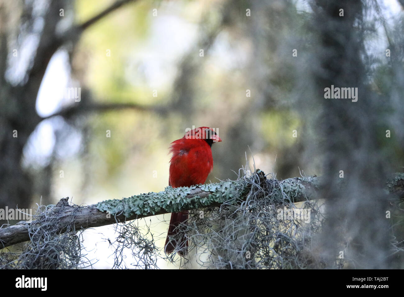 Fluffy Male red Northern cardinal bird Cardinalis cardinalis perches on ...