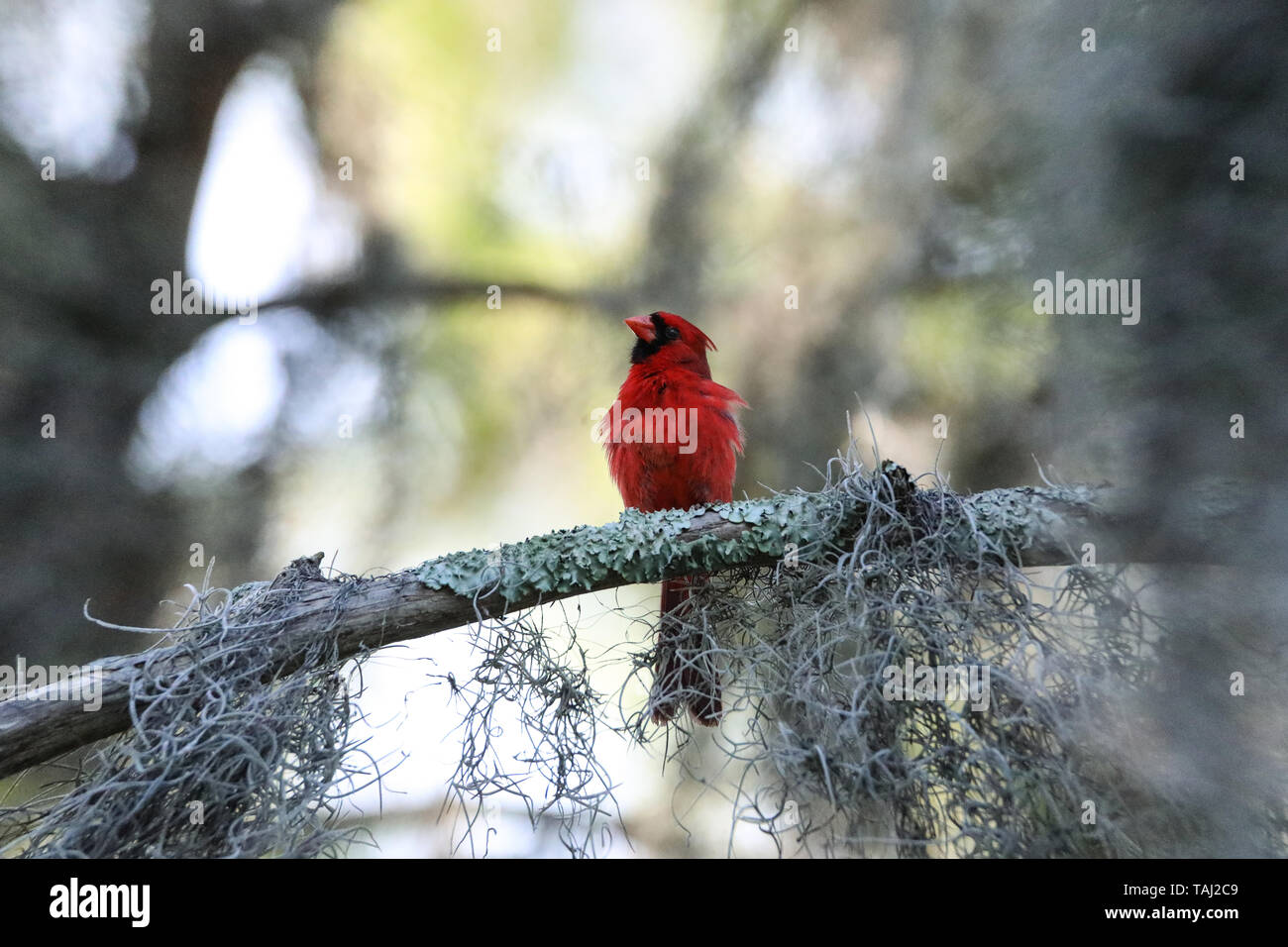 Fluffy Male red Northern cardinal bird Cardinalis cardinalis perches on ...