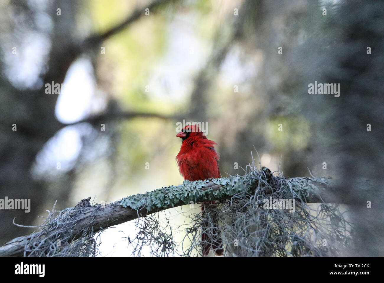 Fluffy Male red Northern cardinal bird Cardinalis cardinalis perches on ...