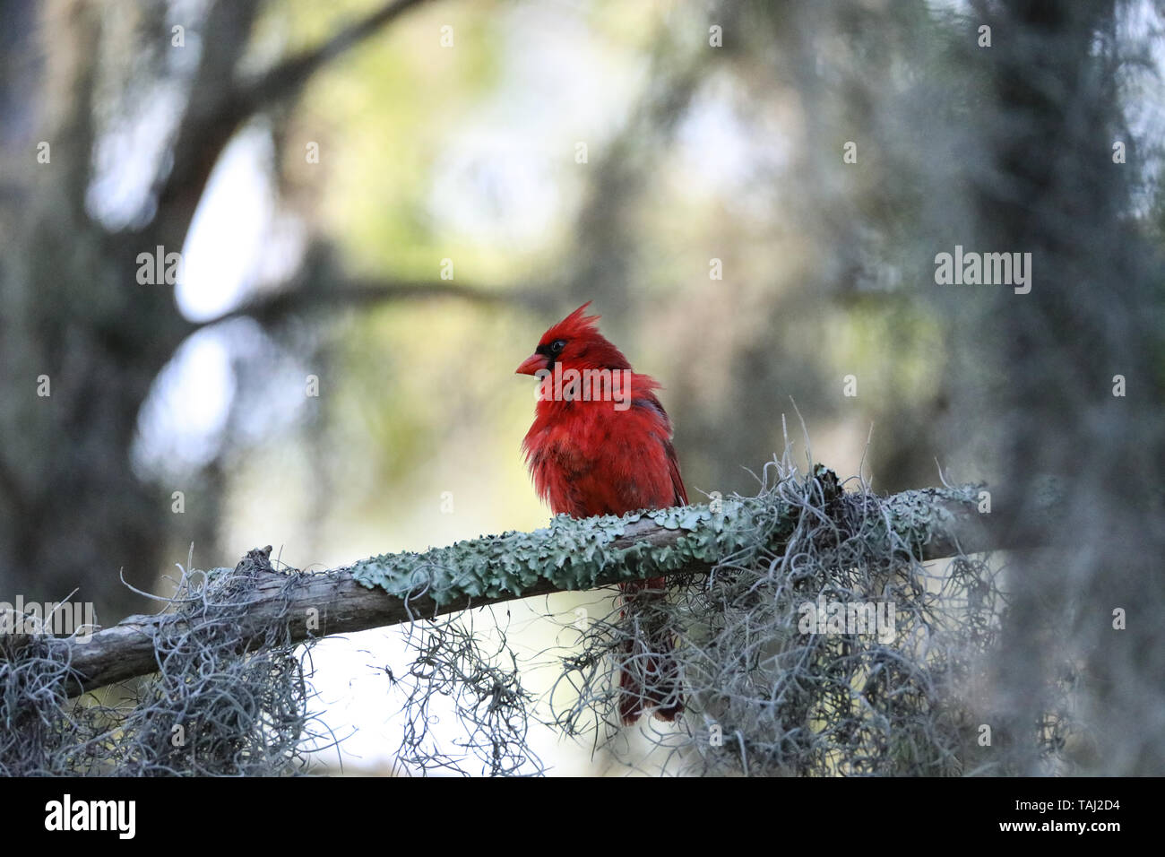 Fluffy Male red Northern cardinal bird Cardinalis cardinalis perches on ...