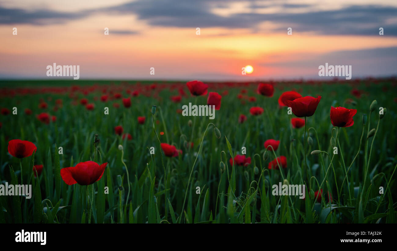 Poppy field sunset hi-res stock photography and images - Alamy