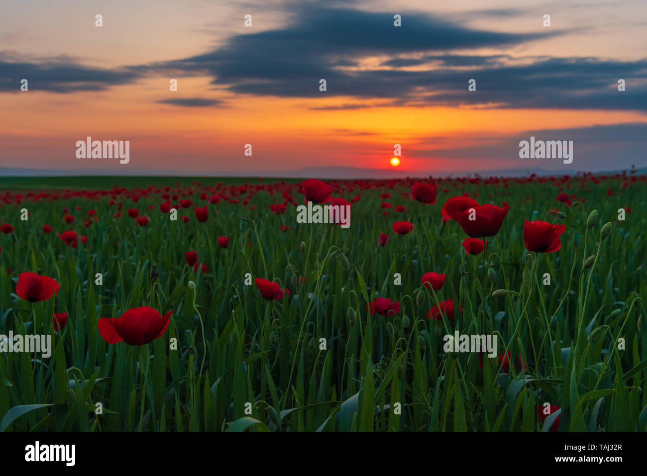 Poppy field sunset hi-res stock photography and images - Alamy
