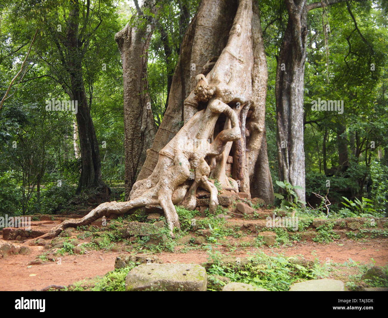 Big tree roots hi-res stock photography and images - Alamy