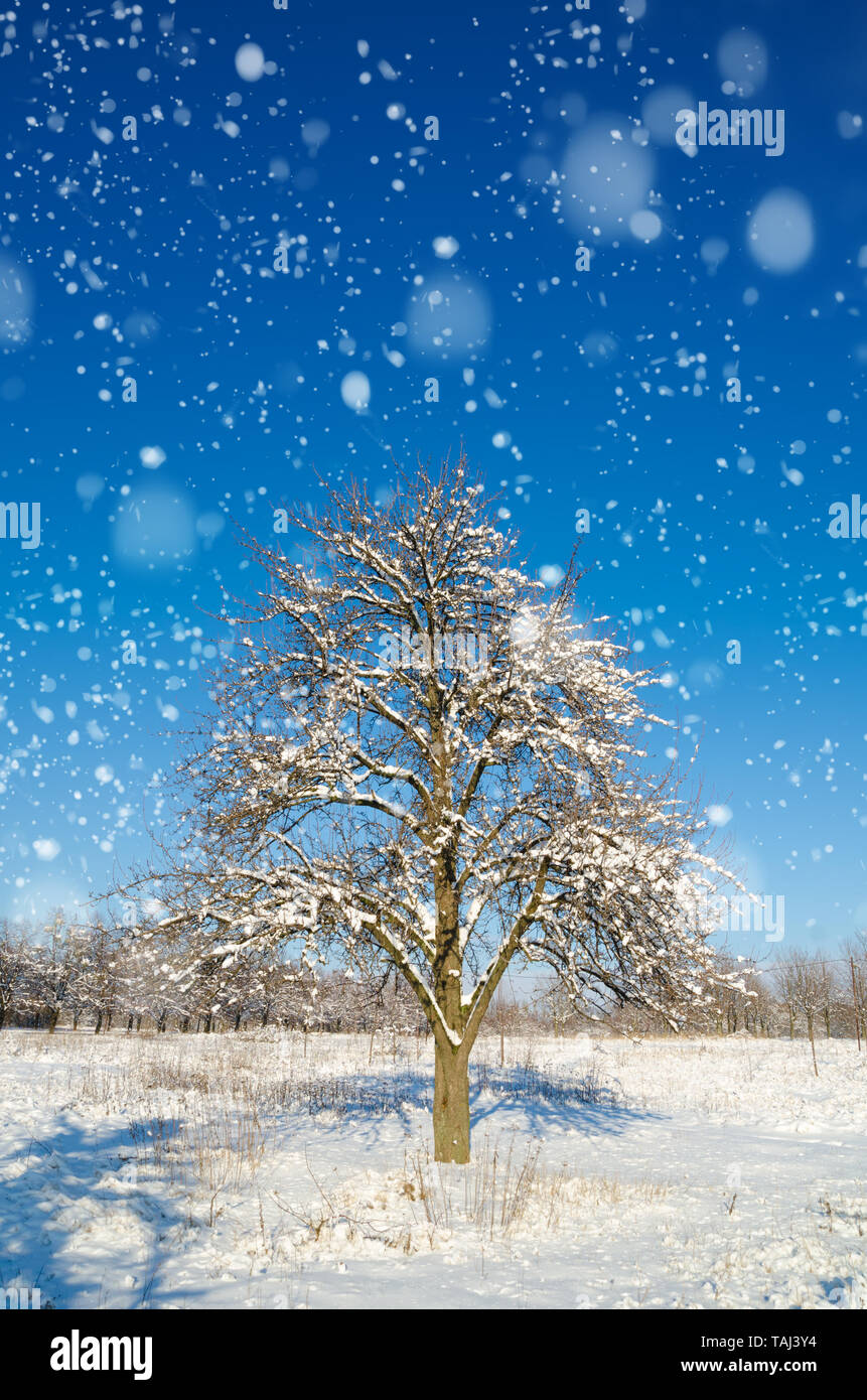 single snow tree in the field Stock Photo - Alamy