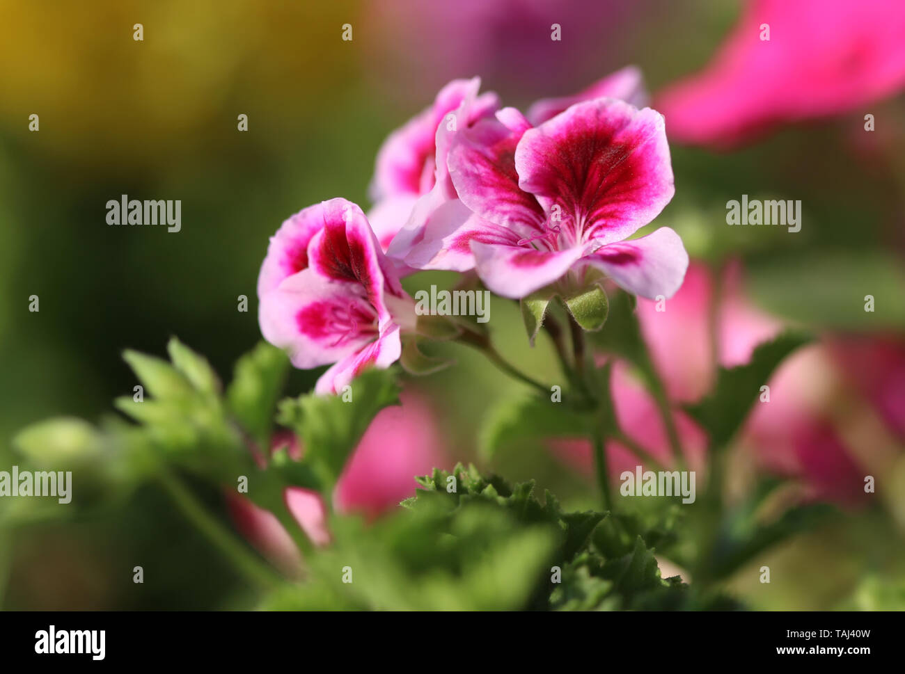 Rose Geranium High Resolution Stock Photography and Images - Alamy
