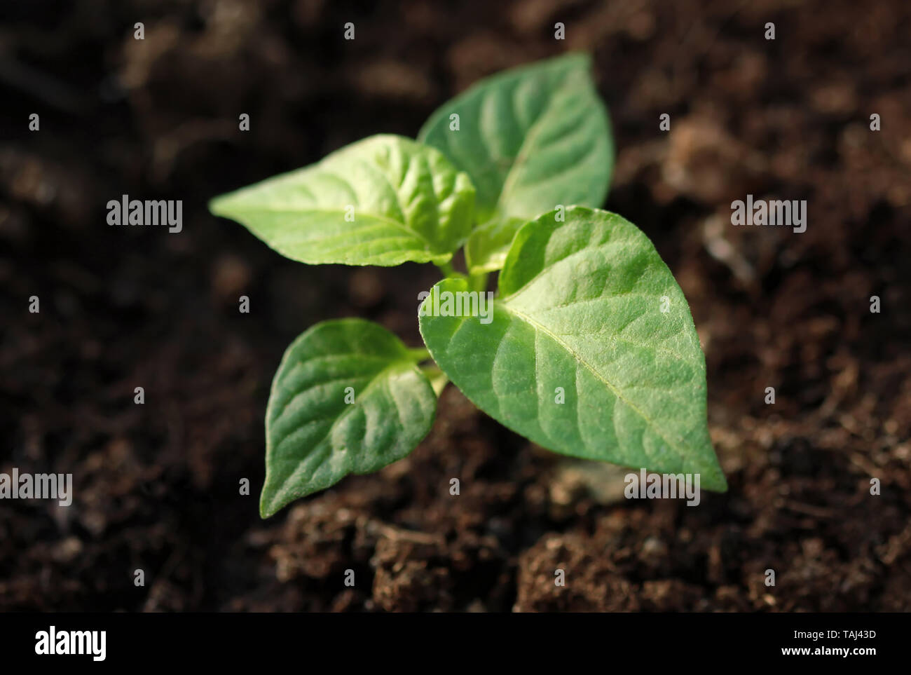 Chili pepper seedling Stock Photo - Alamy