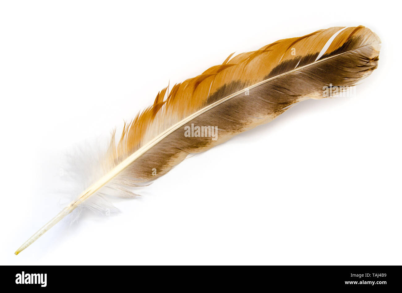 bird feather isolated on a white background Stock Photo - Alamy