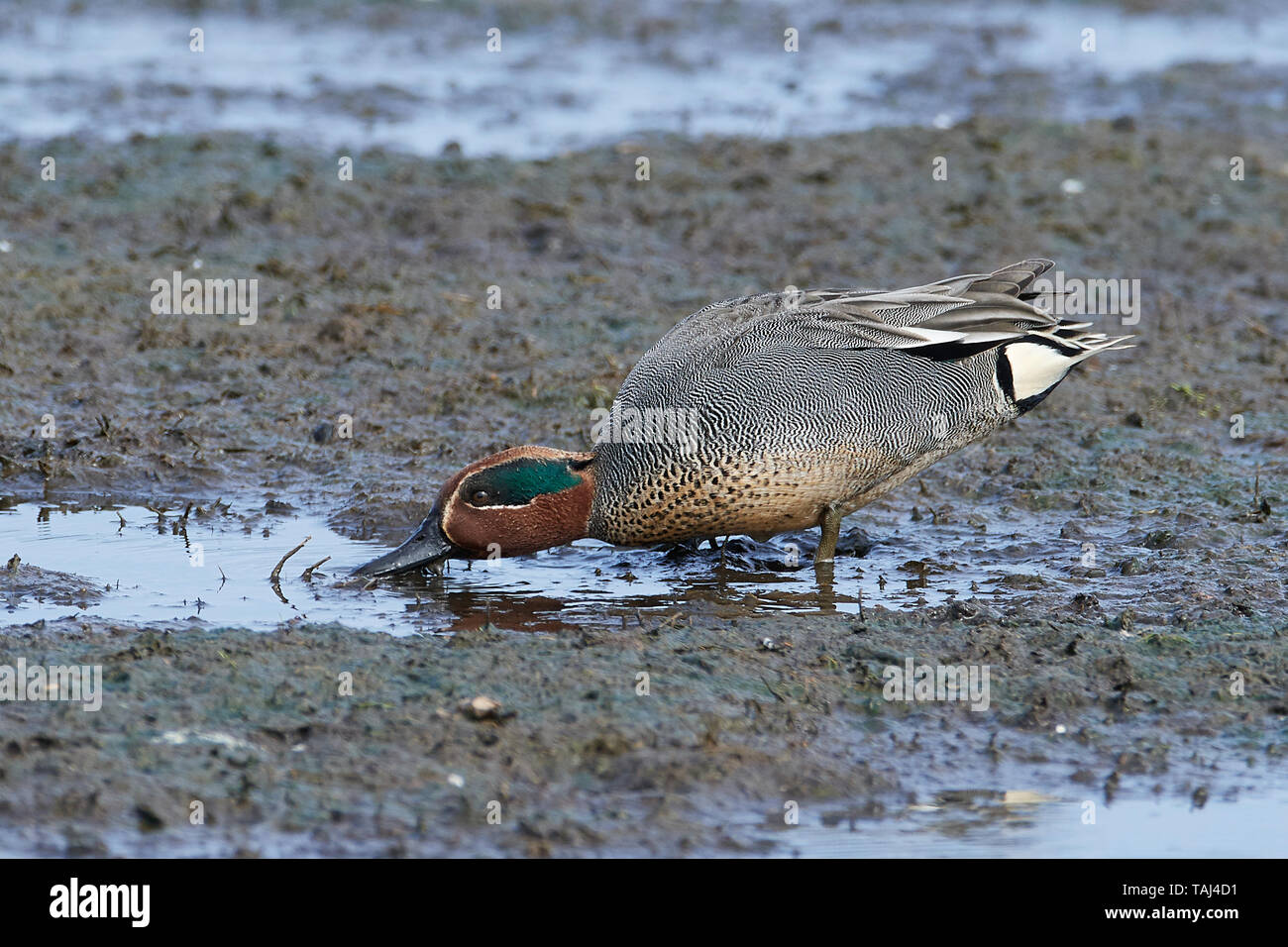 Eurasian teal in its natural habitat in Denmark Stock Photo - Alamy