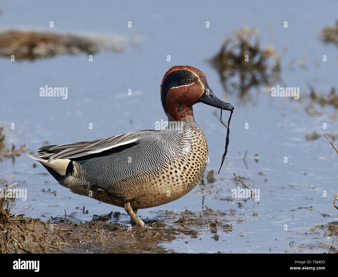 Eurasian teal in its natural habitat in Denmark Stock Photo - Alamy