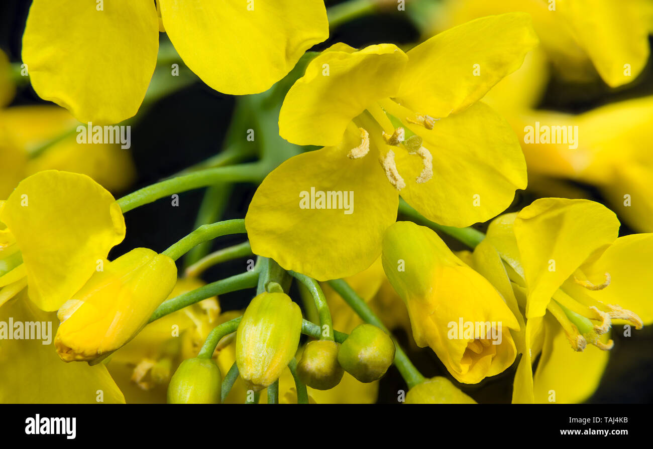 Yellow rapeseed blooms and buds in decorative detail. Brassica napus ...