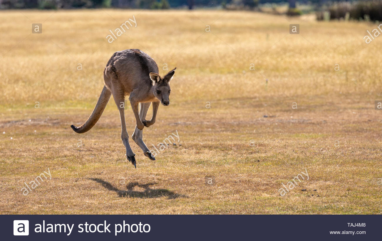 Female Jumping Kangaroo High Resolution Stock Photography and Images ...
