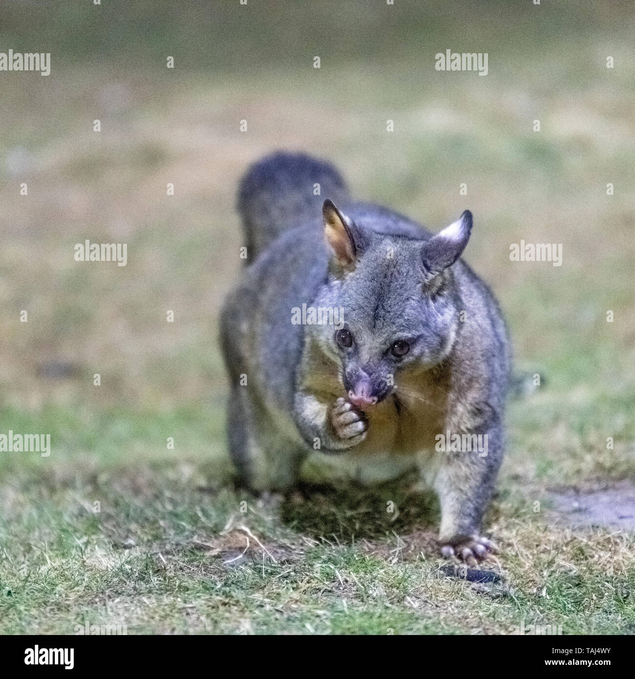 Opossum pouch hi-res stock photography and images - Alamy