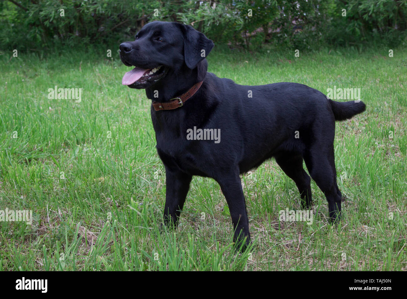 Black Labrador Retriever Standing High Resolution Stock Photography and ...