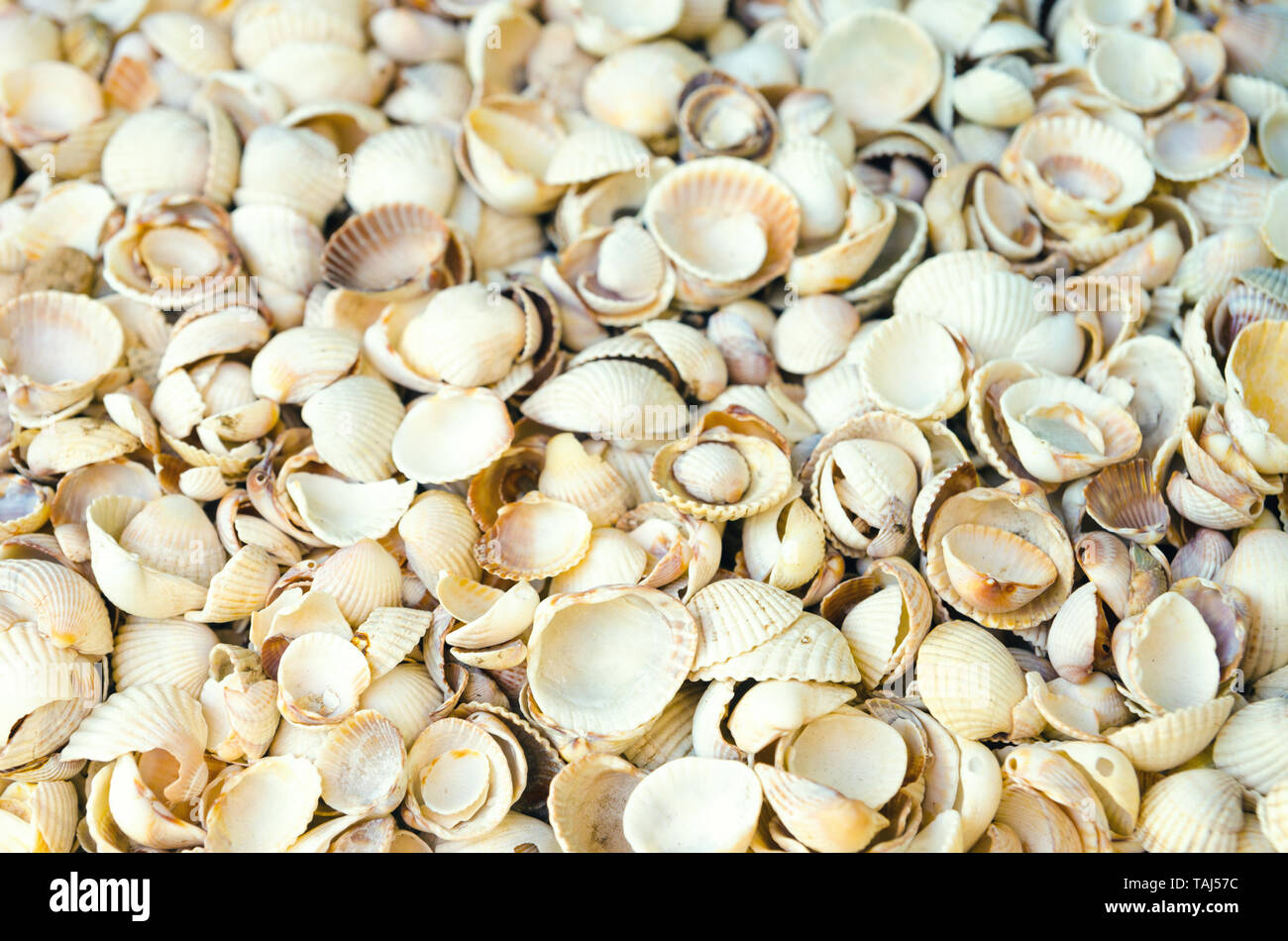 Marine seashells hi-res stock photography and images - Alamy