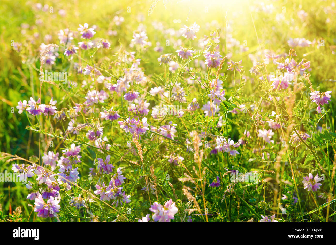 Wildflower field in sunshine hi-res stock photography and images - Alamy
