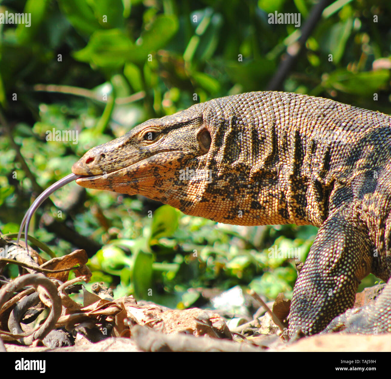 Girgiti hi-res stock photography and images - Alamy